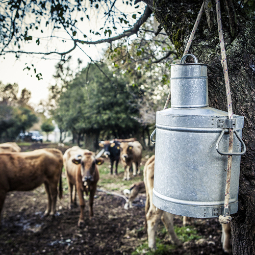 Have the fresh Bio Feta Dodoni, 200g from Dodoni delivered
