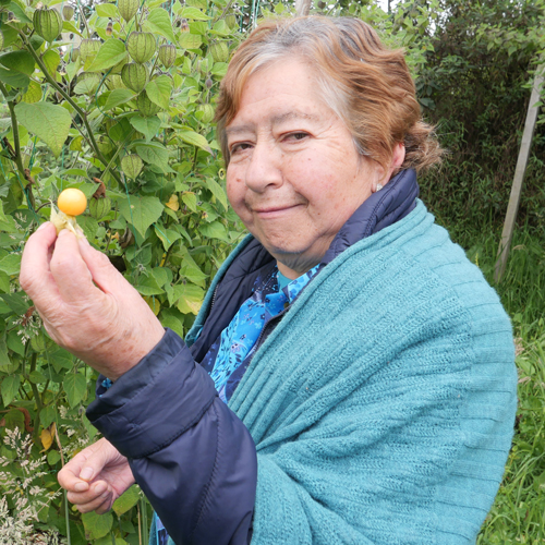 Have the Physalis from Andes Fruits delivered