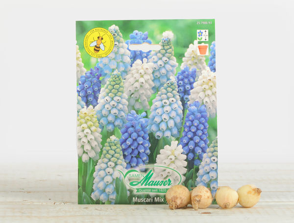 Have Grape Hyacinth Muscari Mix, 25 Bulbs from Samen Mauser delivered