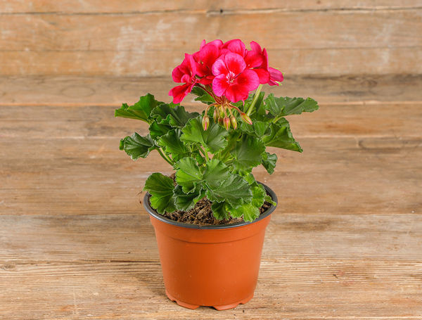 Géranium, 6 pièces, Zonal violet de Güttinger chez vous