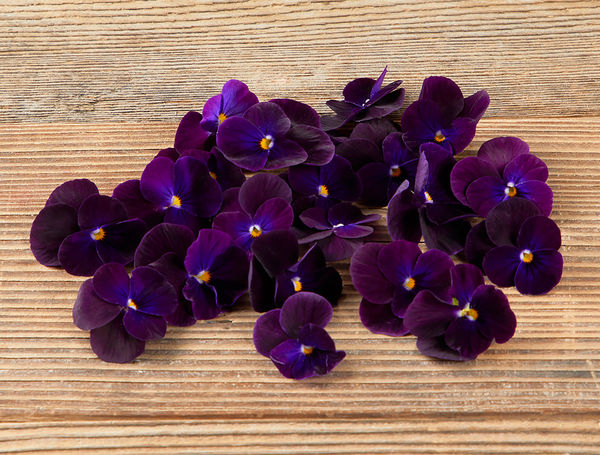 Veilchen violett von Speiseblumen Frey liefern lassen