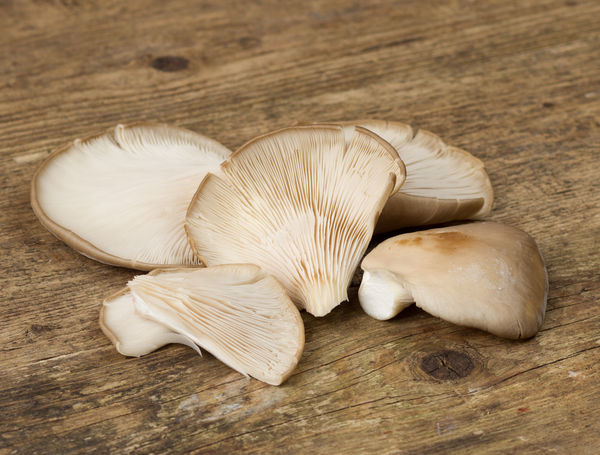 Austernpilze 200g von Pilzhandel Hugo Dubno liefern lassen