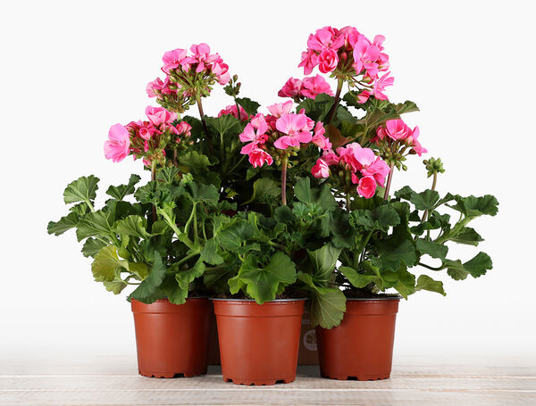 Have the fine Geranium set of 6 from Blumenpost delivered
