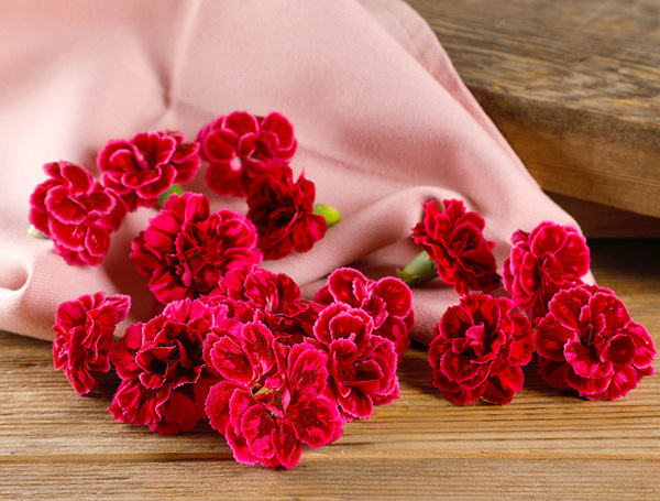 Nelken rot-weiss, 25g von Speiseblumen Frey liefern lassen