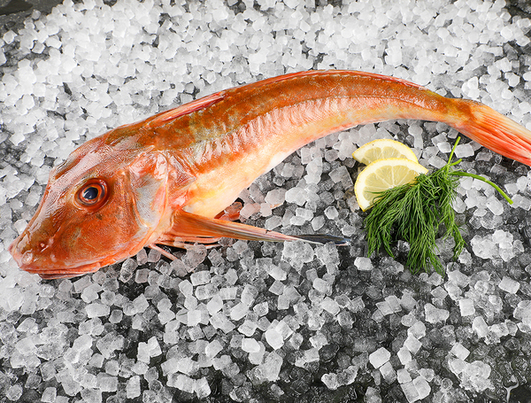 Rotbarschfisch ganz, ausgenommen von Ice-co liefern lassen