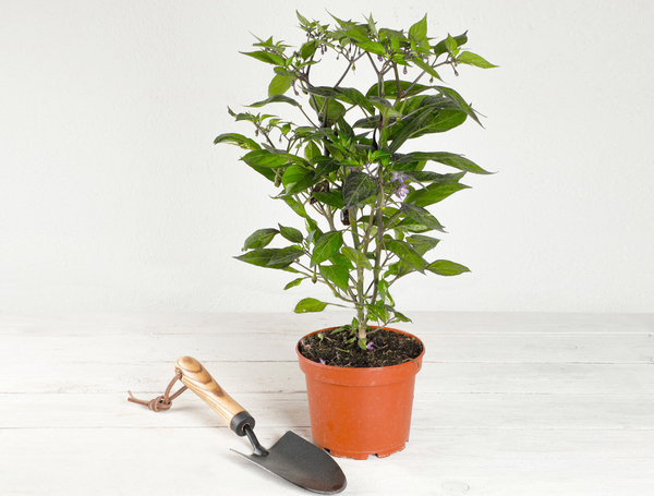 Bio Setzling Numex Twilight von Beat Heuberger liefern lassen