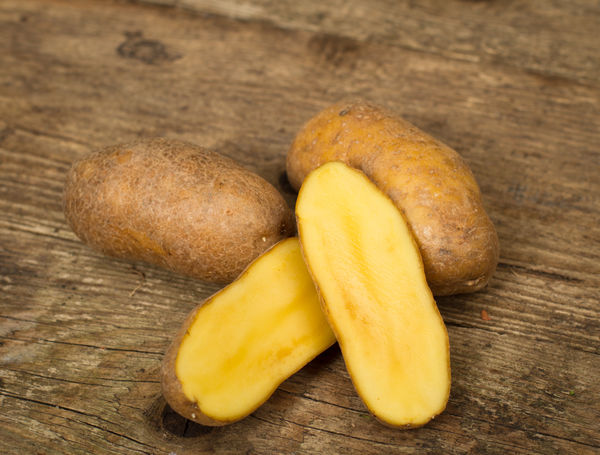 Have delivered Early potatoes Agatha from Brüederhof