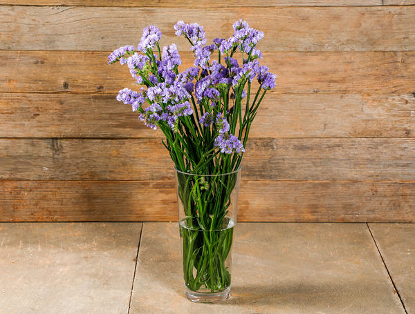 Staticen lila, 10 Stück von Blumenhalle liefern lassen
