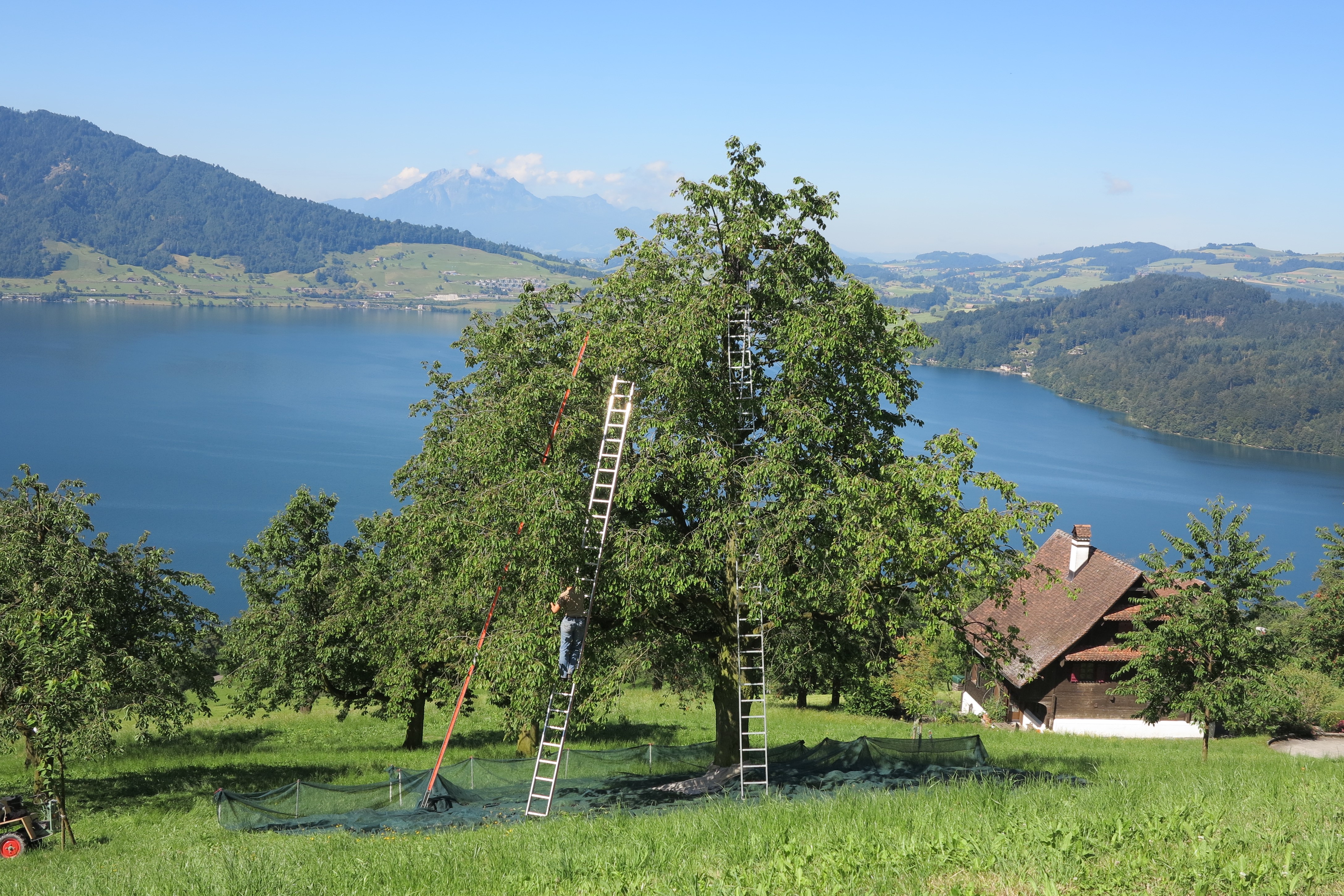 Zuger-Rigi Chriesi in Zug - Regionale & Bio Produkte direkt von Produzenten - Farmy.ch