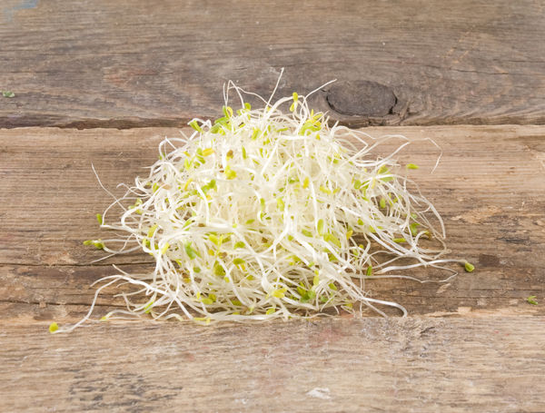 Sprossen Alfalfa, 100g von Sprossana liefern lassen