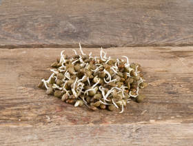 Sprossana - Bio-Sprossen, sprossana mauren, thurgau