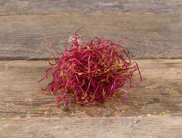 Sprossen Randen, 100g von Sprossana schnell liefern lassen