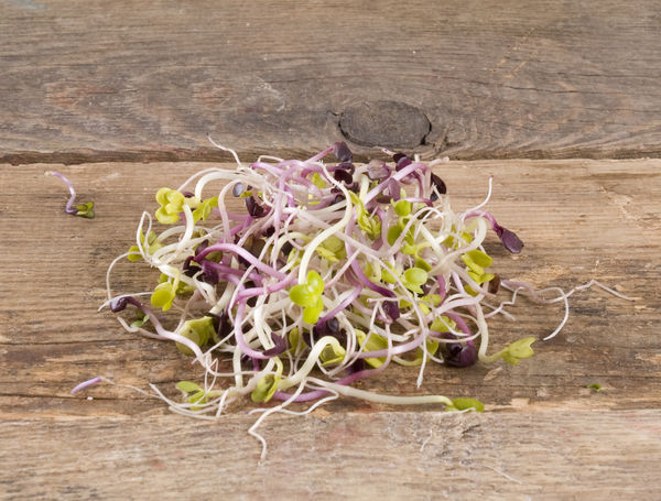 Pousses de radis, 100g de Sprossana rapide chez vous