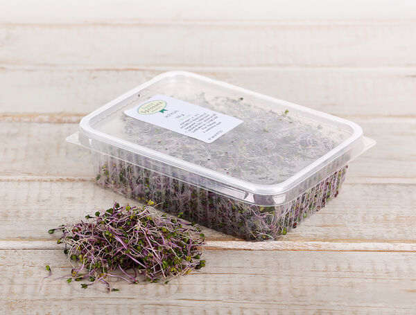 Sprossen Rotkohl, 100g von Sprossana bequem liefern lassen