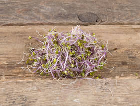 Sprossana - Bio-Sprossen, sprossana mauren, thurgau