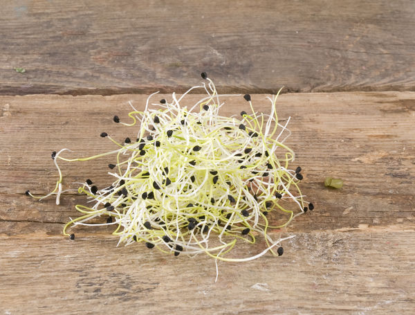Sprossen Zwiebel 100g von Sprossana schnell liefern lassen