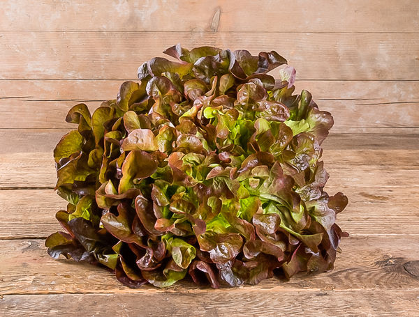 Bio Eichblatt rot von Wolf Bio Gemüse liefern lassen