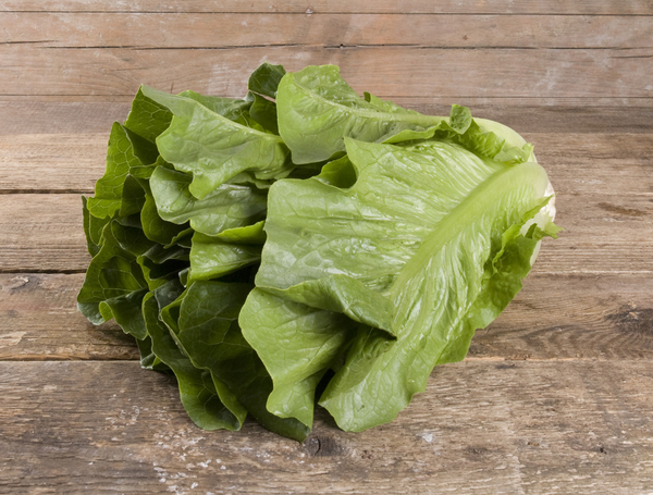 Lattich grün – Gebr. Meier, Dällikon – Farmy.ch