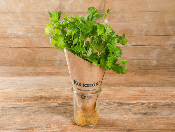 Infarm Coriandre, env 15g de Infarm frais et facilement chez vous