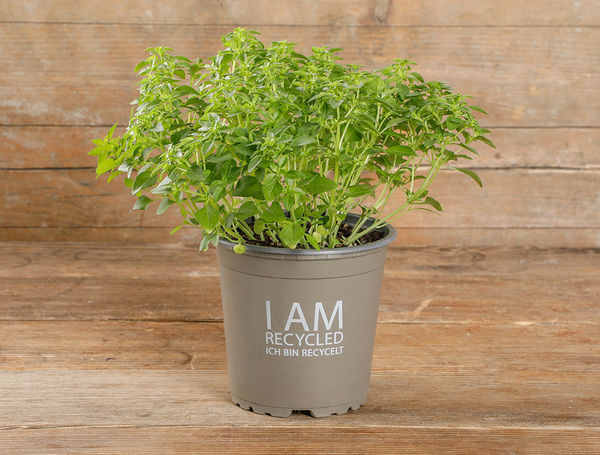 Have the Bio Basil small leaf Culinarium, Ø 13cm from Imhofbio delivered