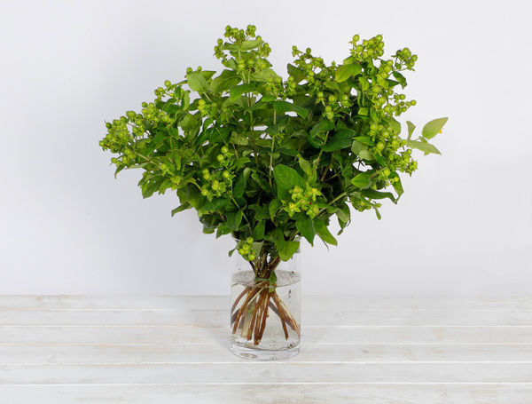 Have Hypericum Berry, 1 bunch from Blumenpost delivered